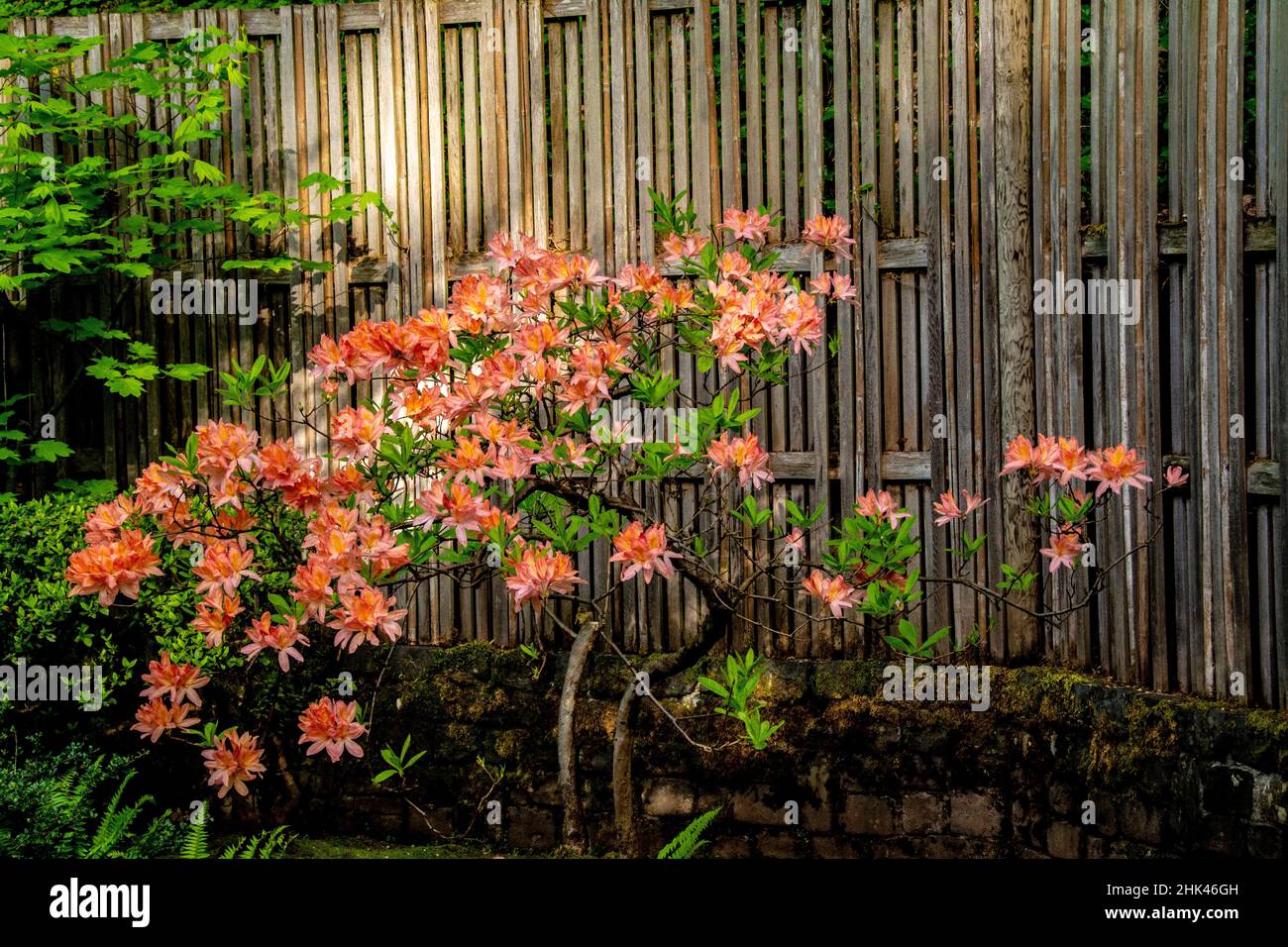 Rhododendron, Portland Japanese Garden Stock Photo - Alamy