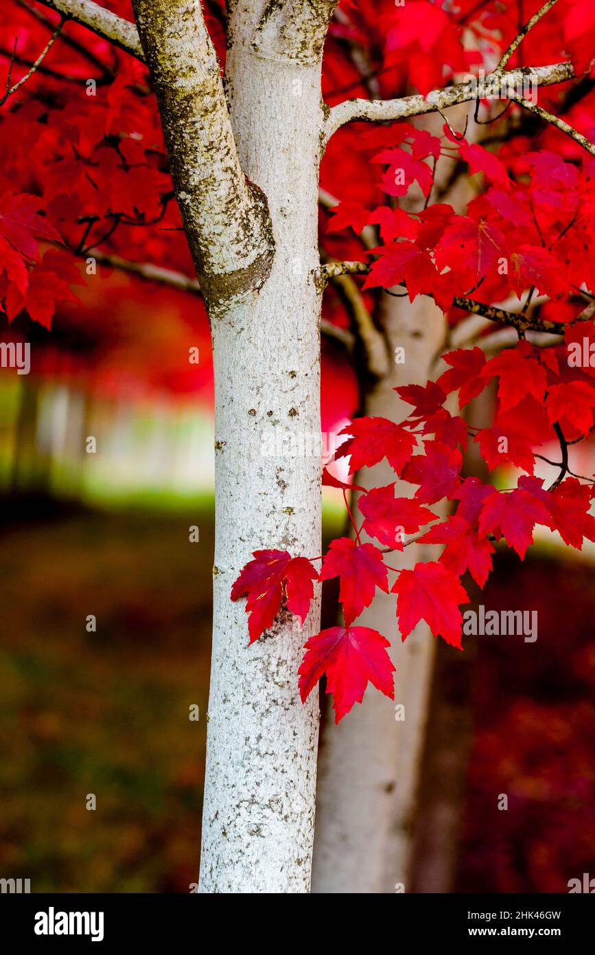 USA, Oregon, Forest Grove. A grove of trees in full autumn red Stock ...