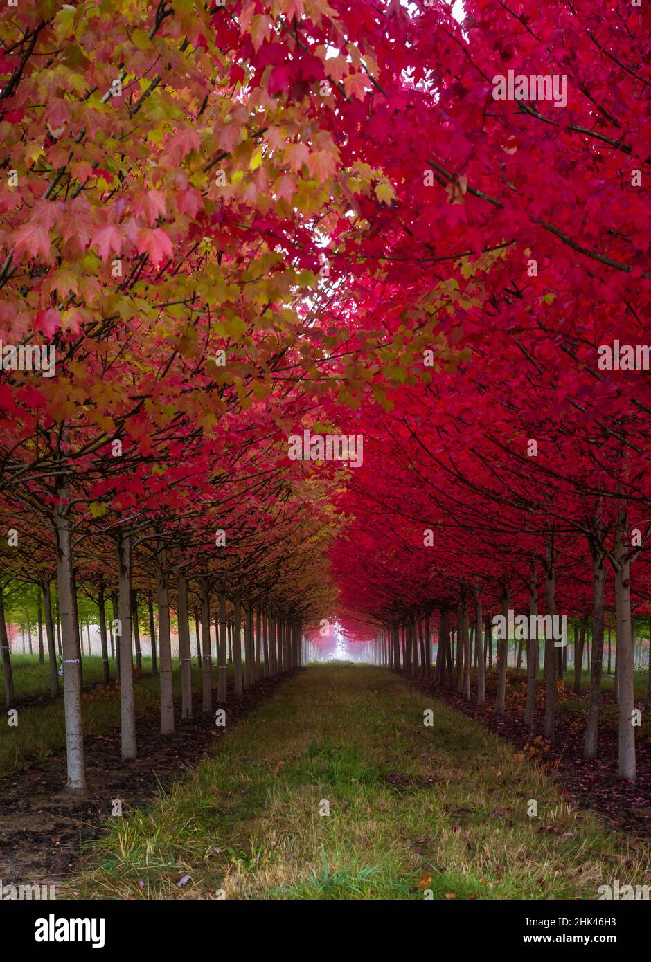 USA, Oregon, Forest Grove. A grove of trees in full autumn red Stock ...
