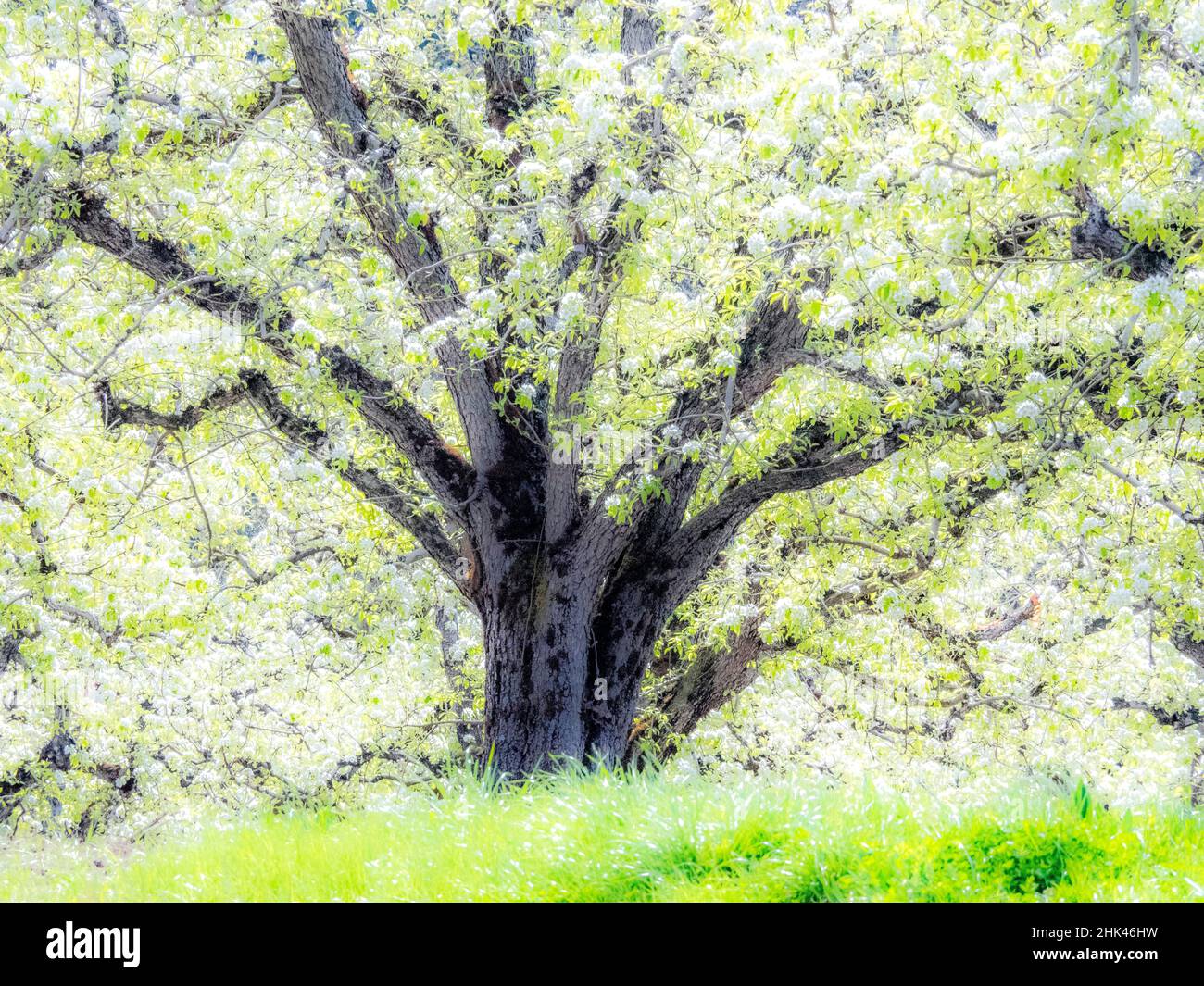USA, Oregon, Hood River, spring blooming apple tree orchard Stock Photo ...