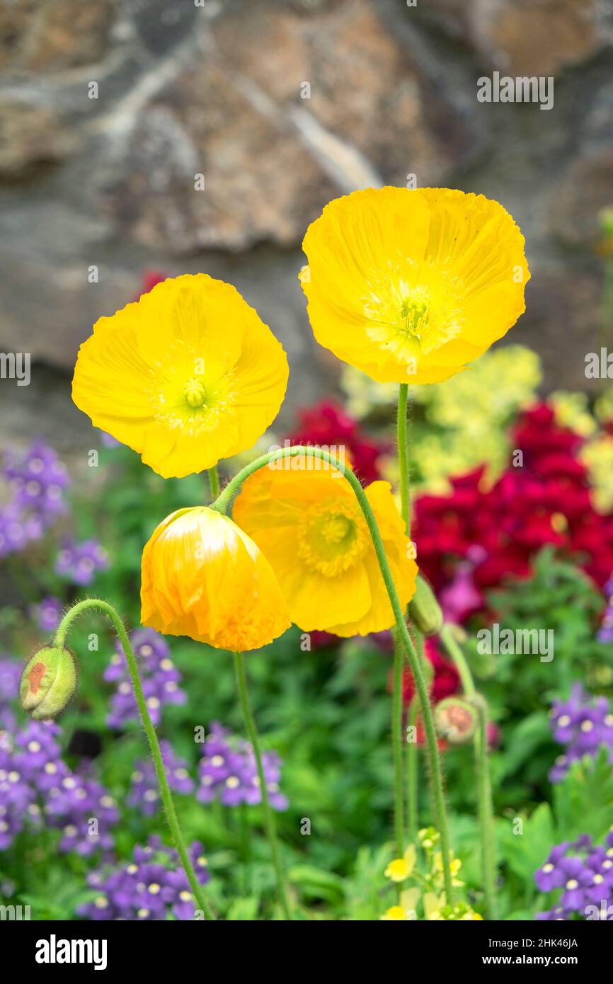 Poppy bubbles hi-res stock photography and images - Alamy