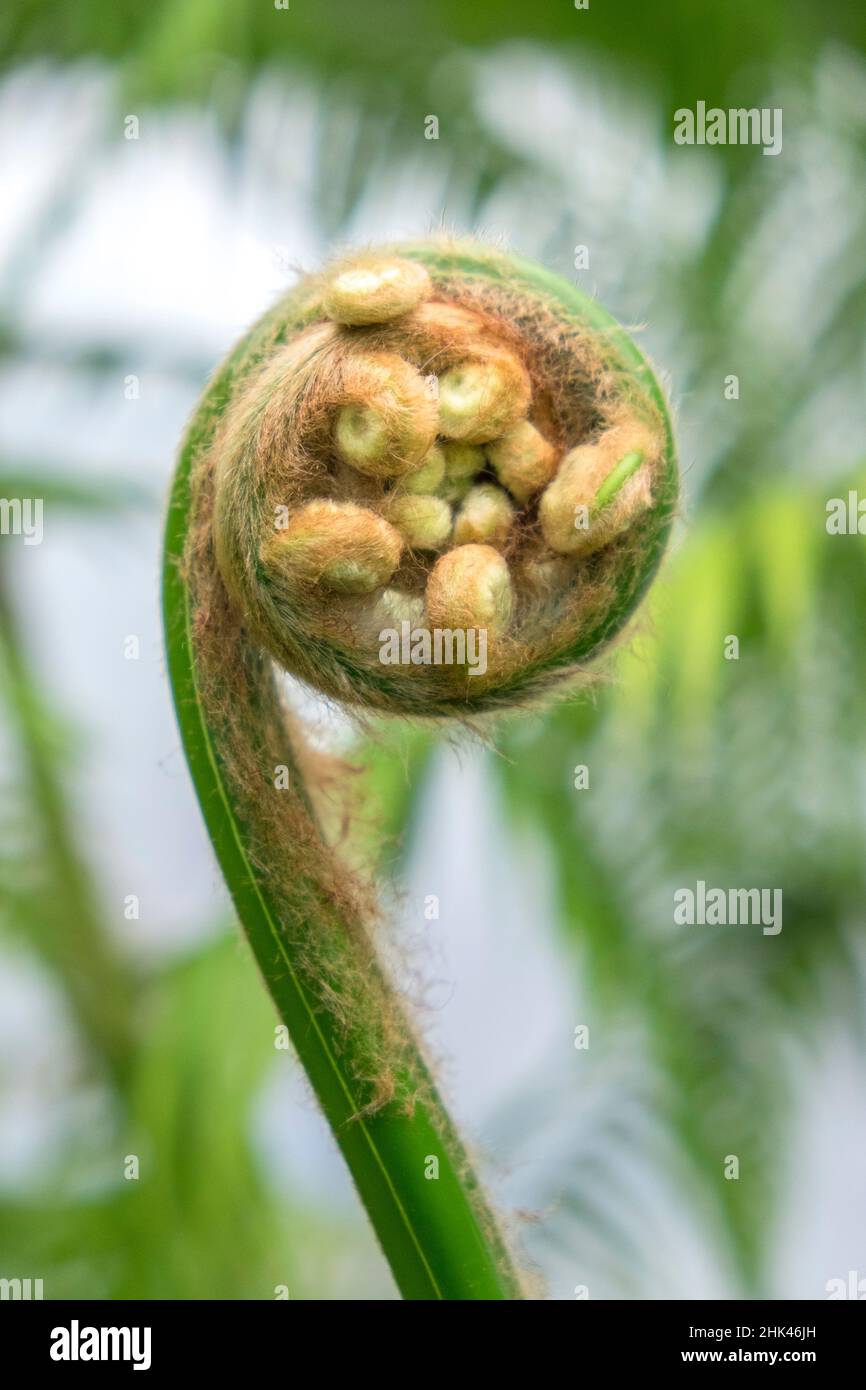 Fuzzy fiddlehead hi-res stock photography and images - Alamy