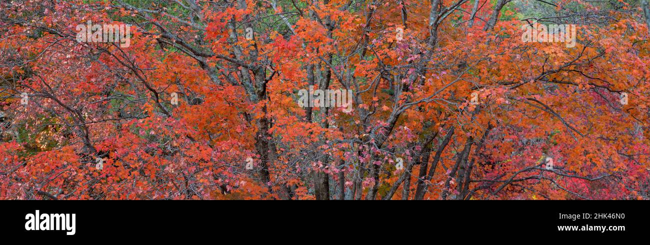 Bigtooth maple hi-res stock photography and images - Alamy