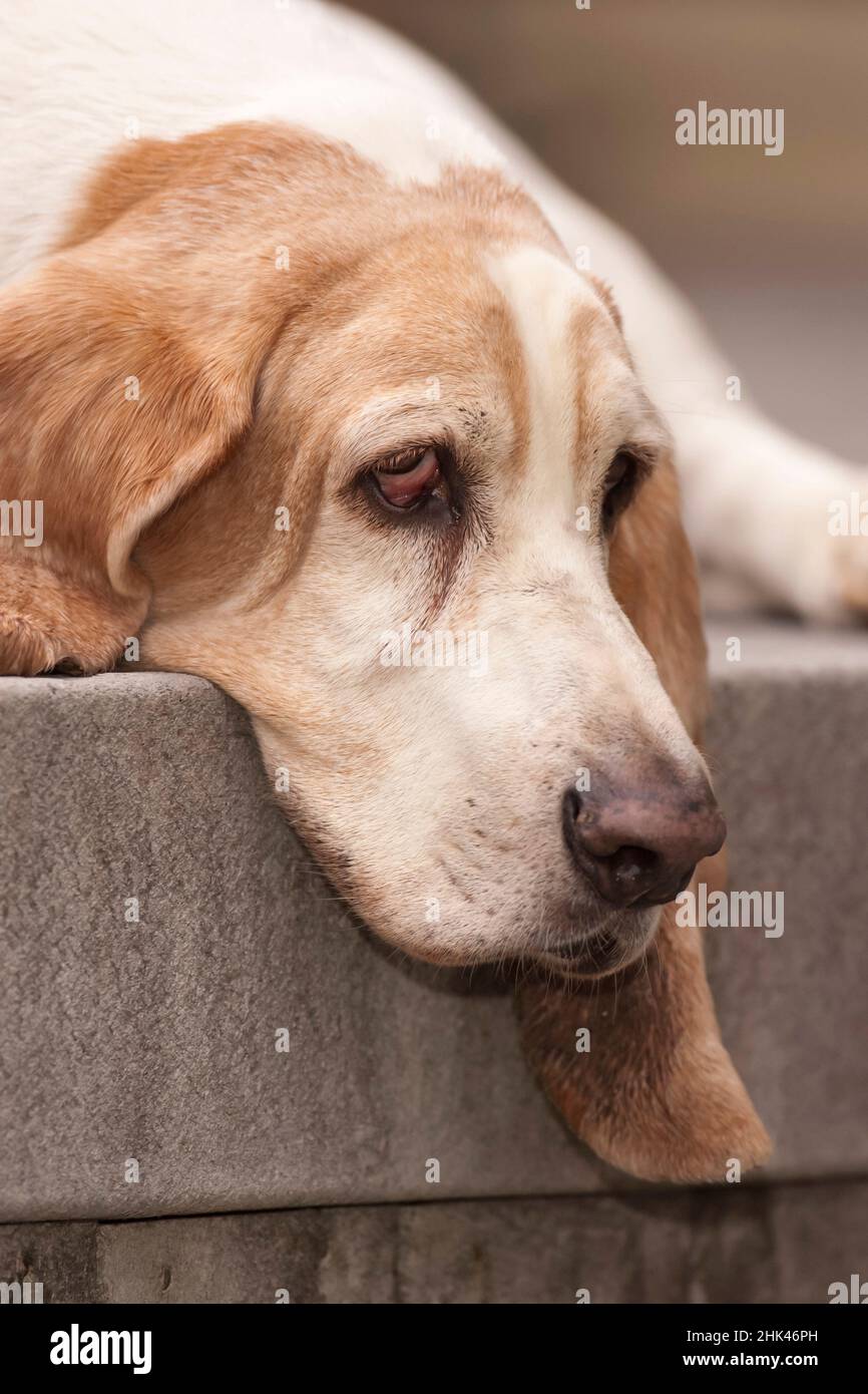 Droopy ear hi-res stock photography and images - Alamy