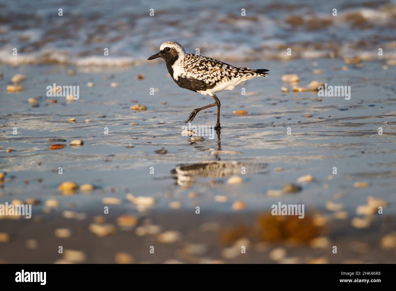 Black-bellied plover walking on wet beach Stock Photo - Alamy