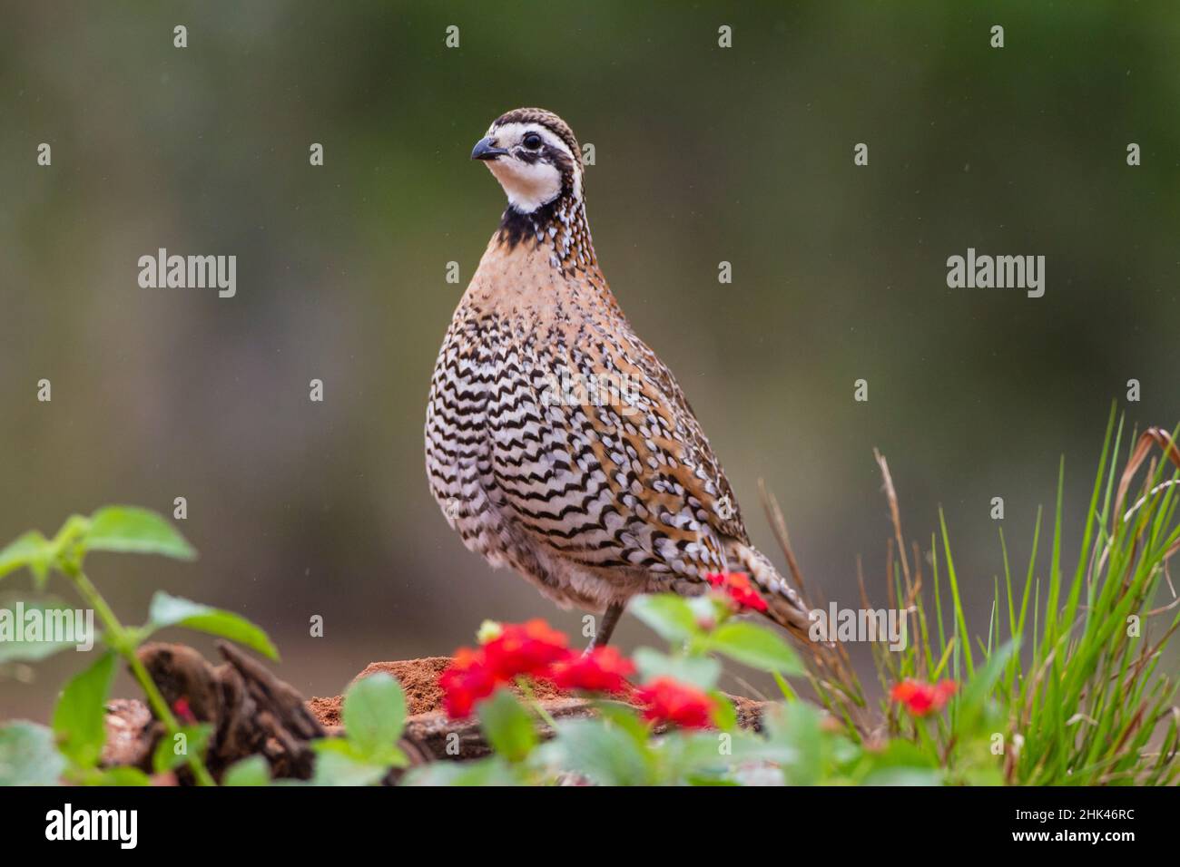 Male bobwhite hi-res stock photography and images - Alamy