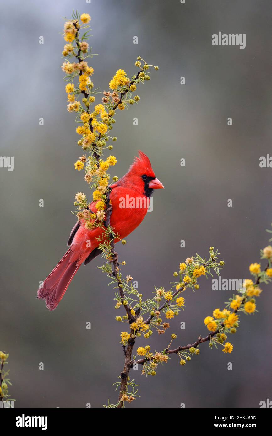 Northern cardinal in habitat Stock Photo - Alamy