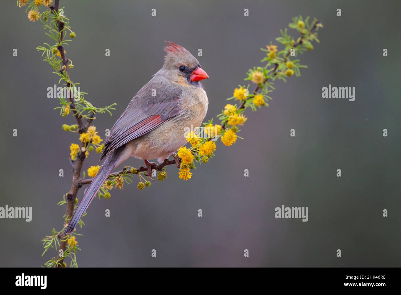 Northern cardinal in habitat Stock Photo - Alamy