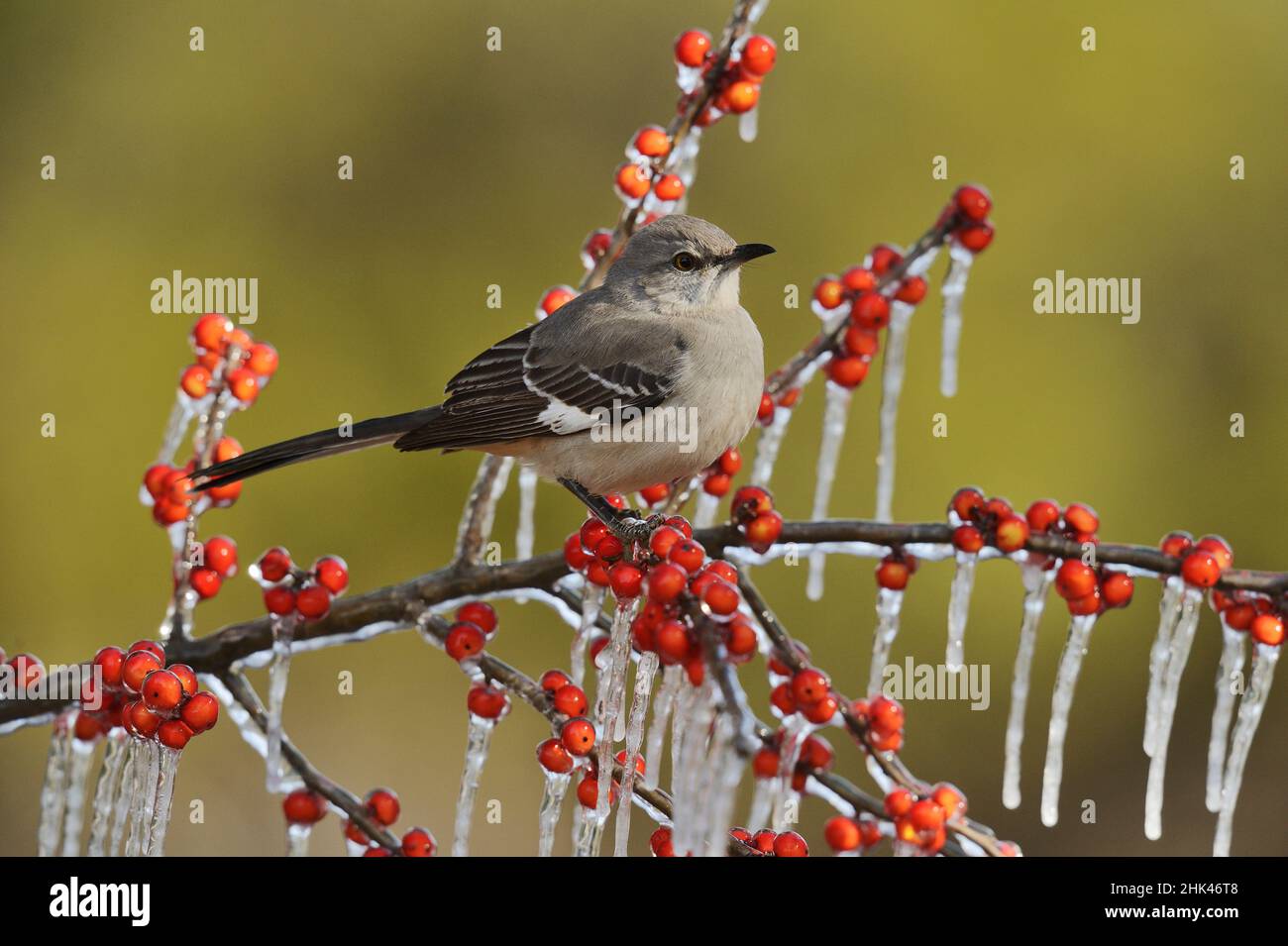 Mockingbird on berry branch hi-res stock photography and images - Alamy