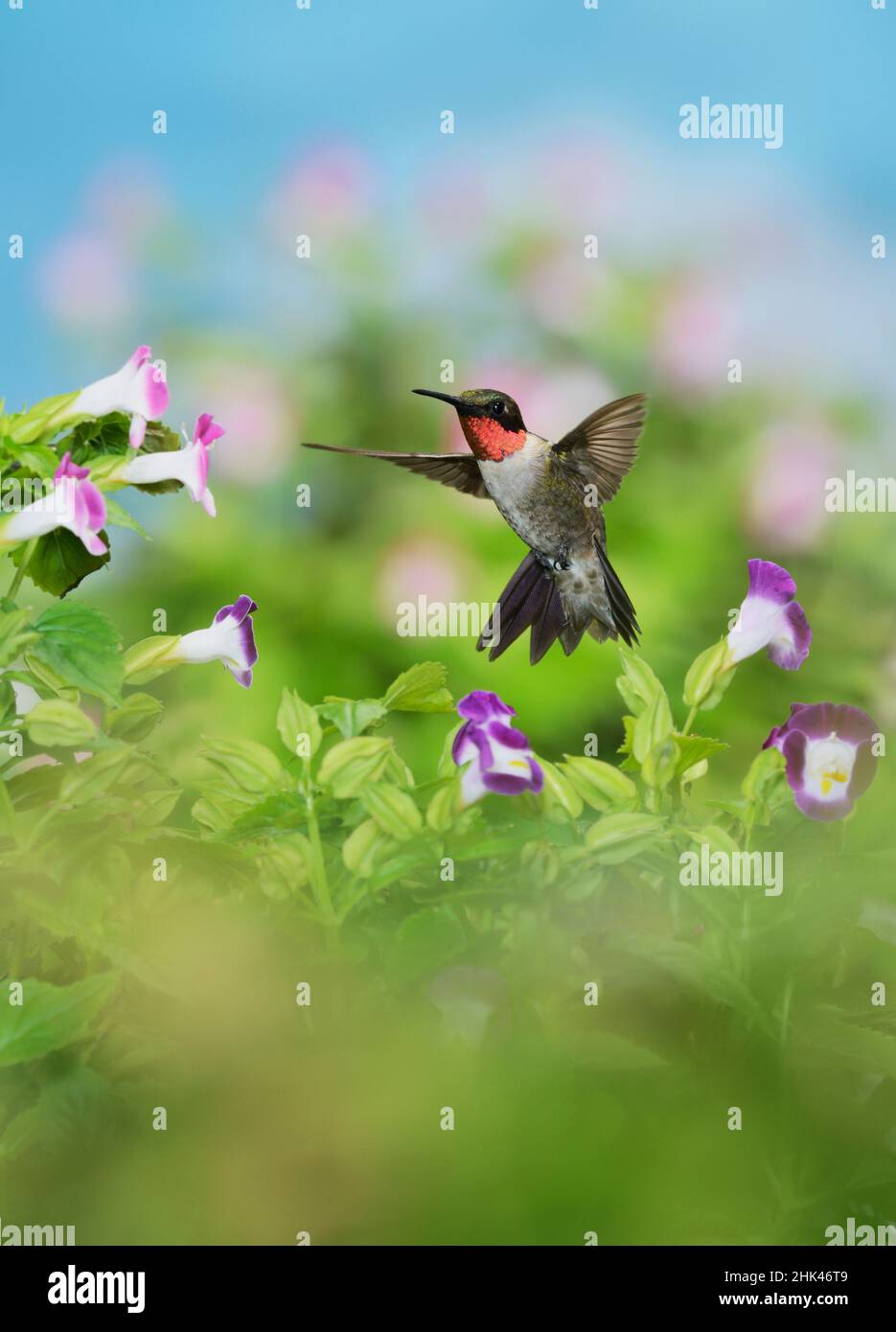 Ruby-throated Hummingbird (Archilochus colubris), male in flight ...