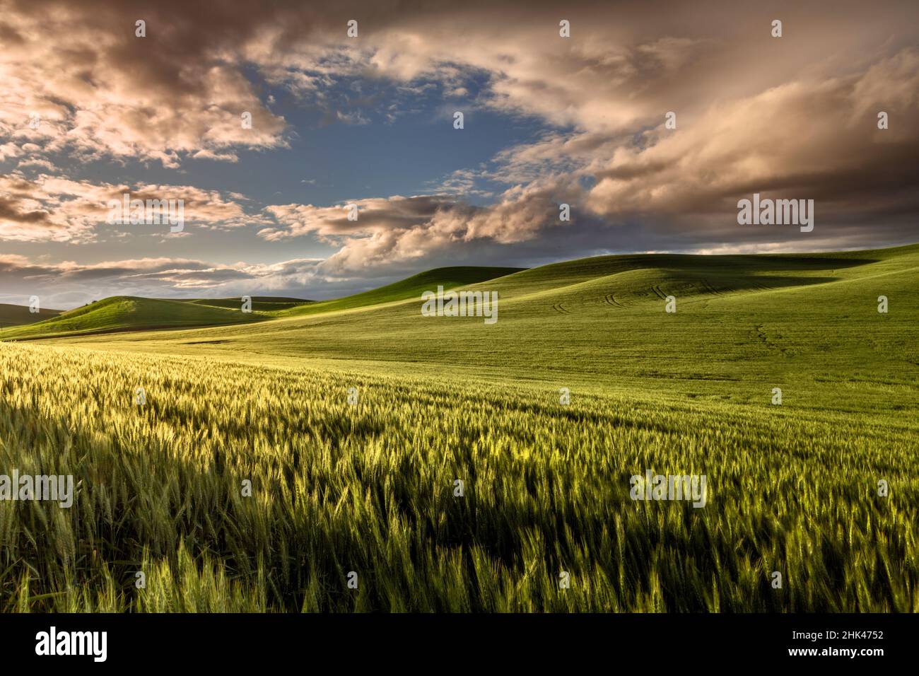 Rolling hills of wheat at sunrise, Palouse region of eastern Washington ...