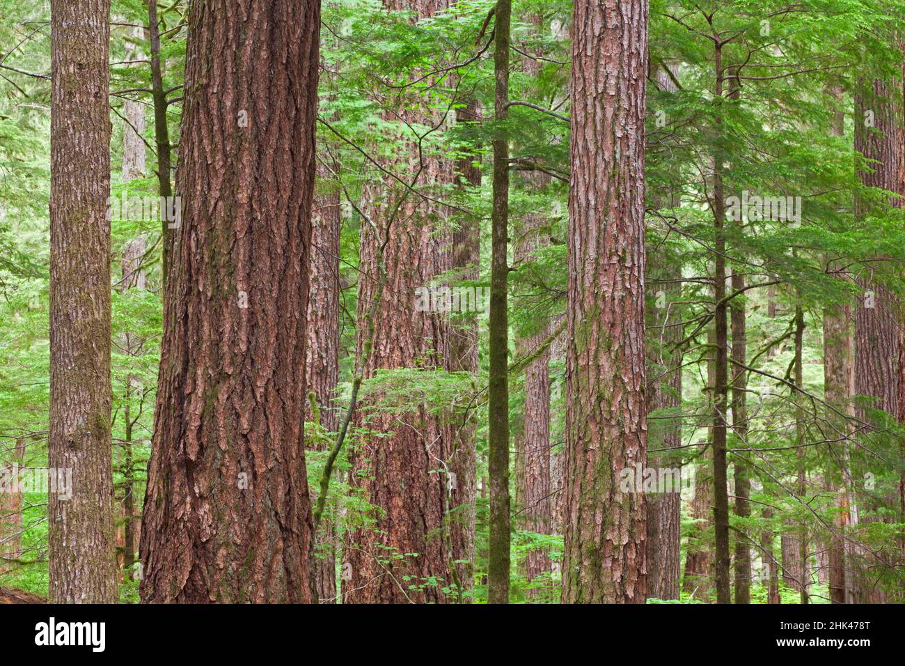 Old growth douglas fir trees hi-res stock photography and images - Alamy