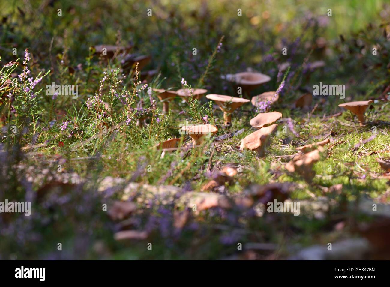 Mushroom inedible harmful, in the thicket of the forest in green grass ...