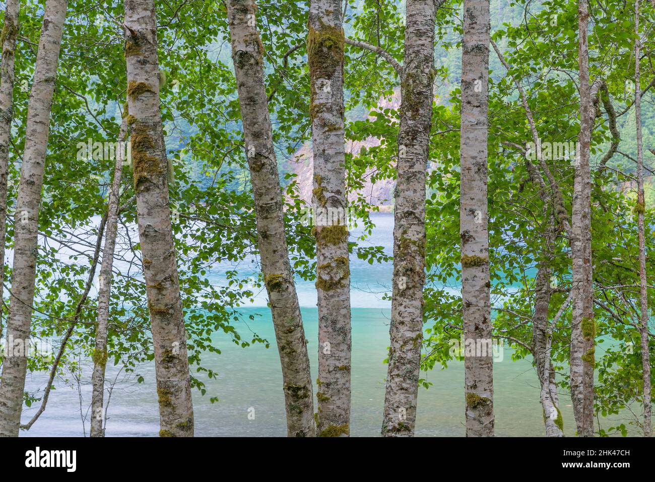 Alder gallery hi-res stock photography and images - Alamy