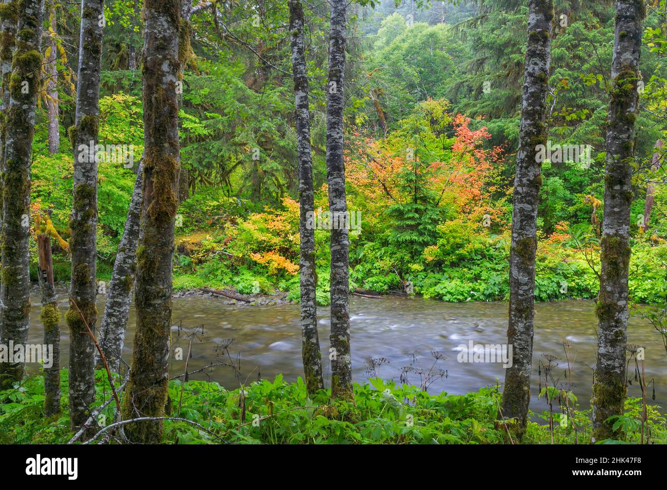 Alder gallery hi-res stock photography and images - Alamy