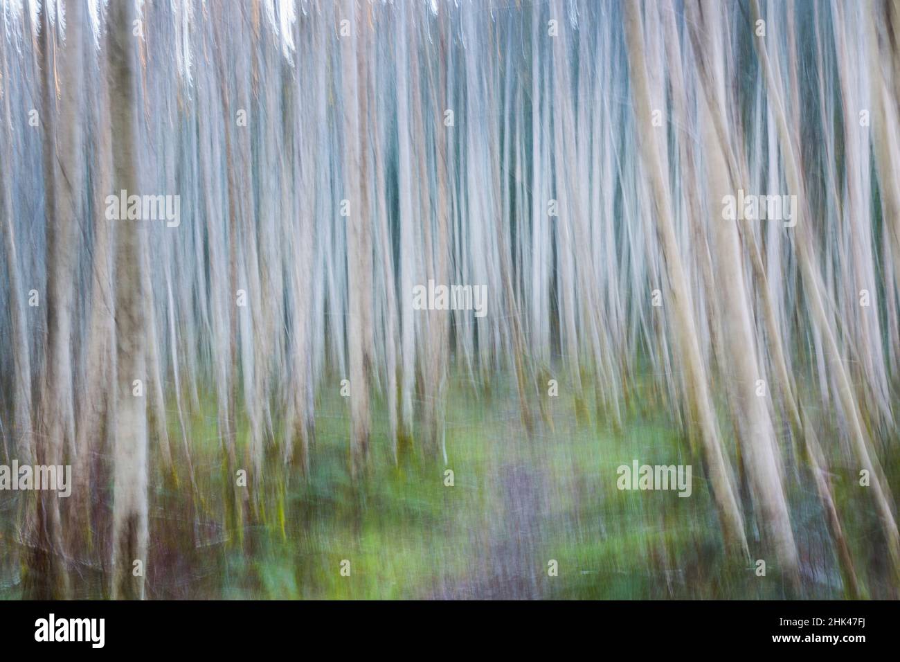 Alder trees in winter hi-res stock photography and images - Alamy