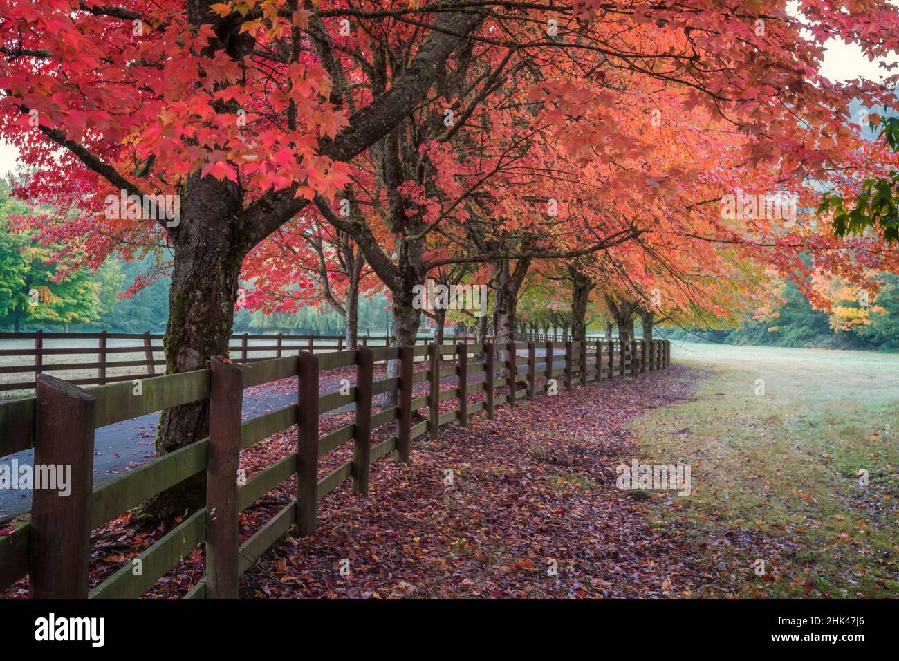 USA, Washington State. Trees in fall colors and fence. Credit as ...