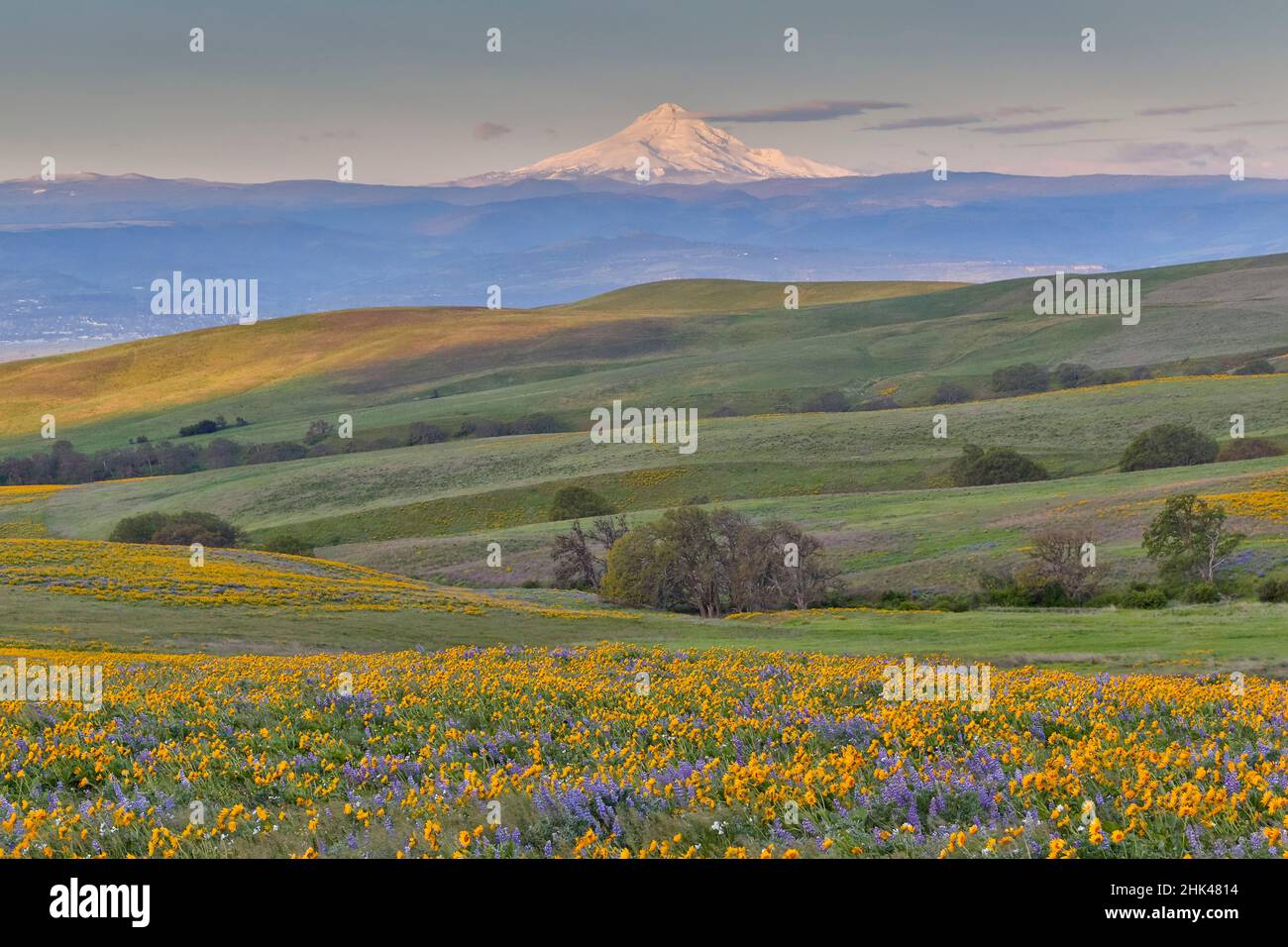 Sunrise and Mt. Hood Spingtime bloom with mass fields of Lupine, Arrow ...