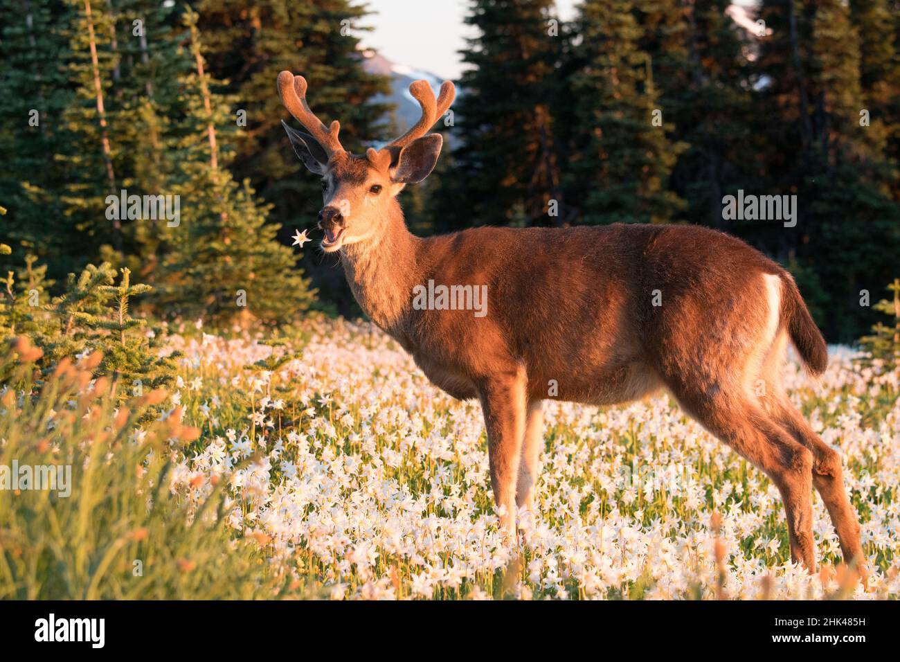 USA, Washington State. Black-tailed deer (Odocoileus hemionus ...