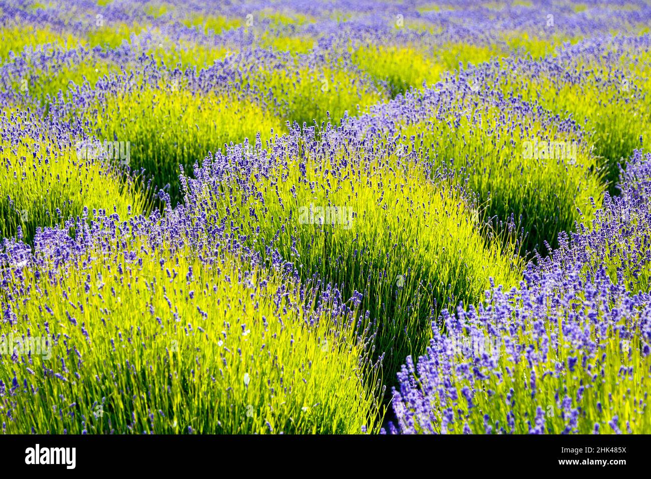 Washington inn and lavender farm hi-res stock photography and images ...