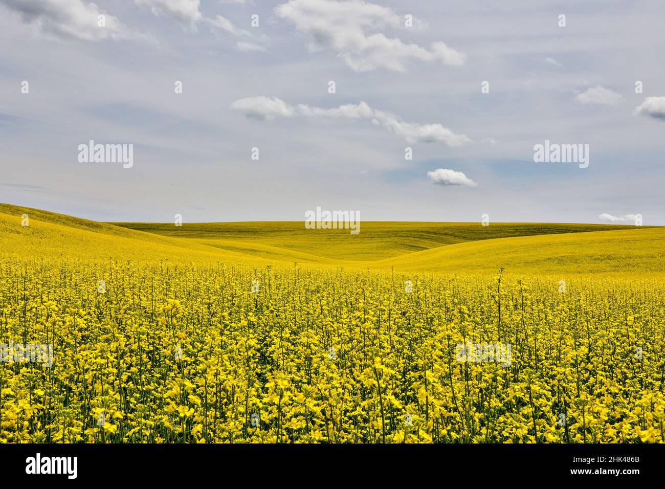 Pullman washington state hi-res stock photography and images - Alamy