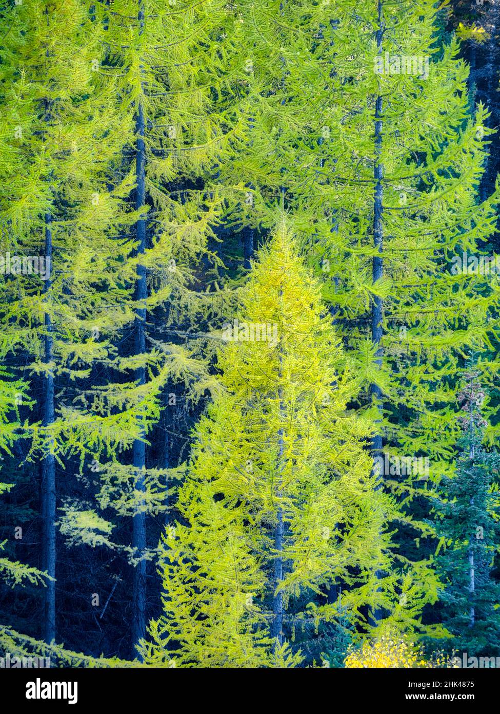 USA, Washington State, Cle Elum, Kittitas County. Western larch near ...