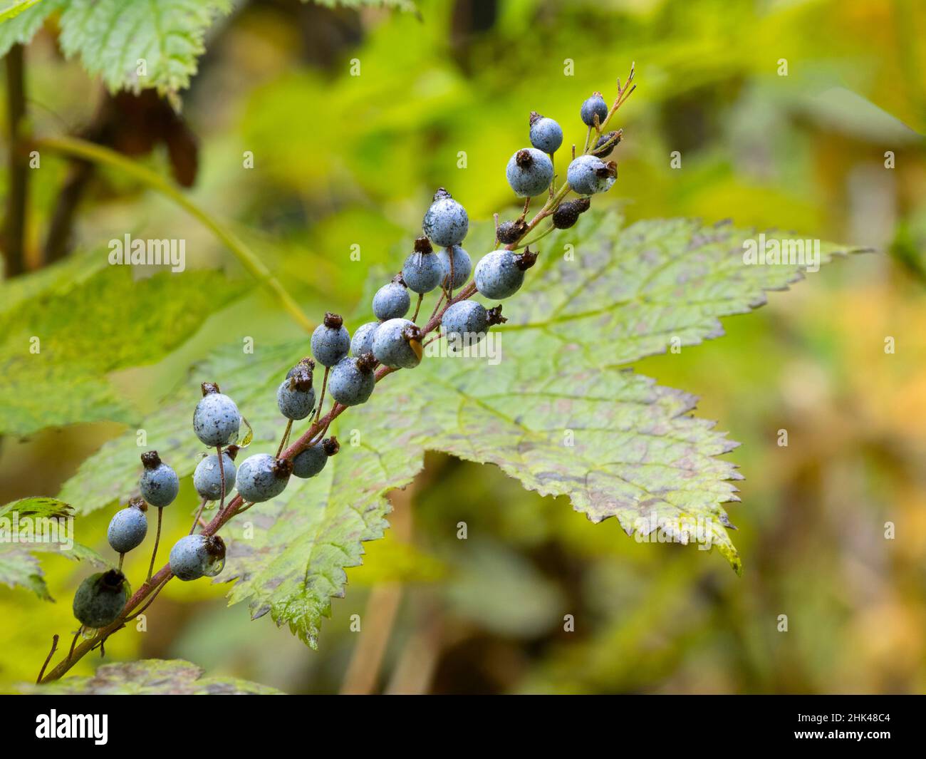 USA, Washington State. Central Cascades, stink currant Stock Photo - Alamy