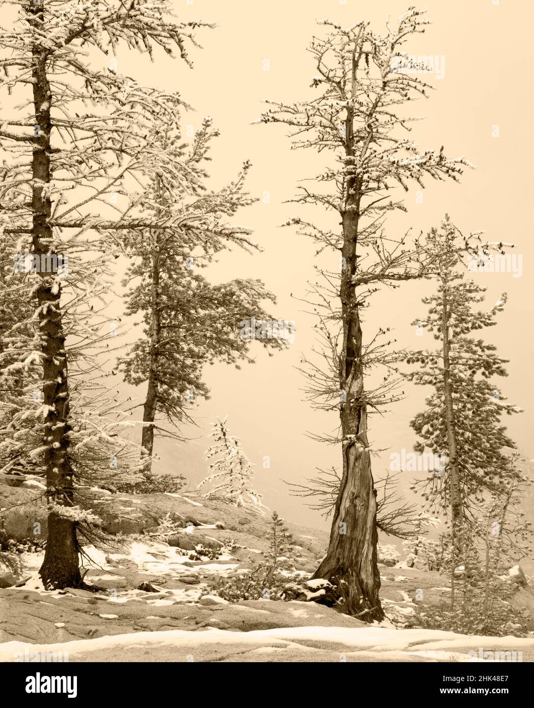 USA, Washington State. Enchantment lakes, larch and fir trees Stock ...