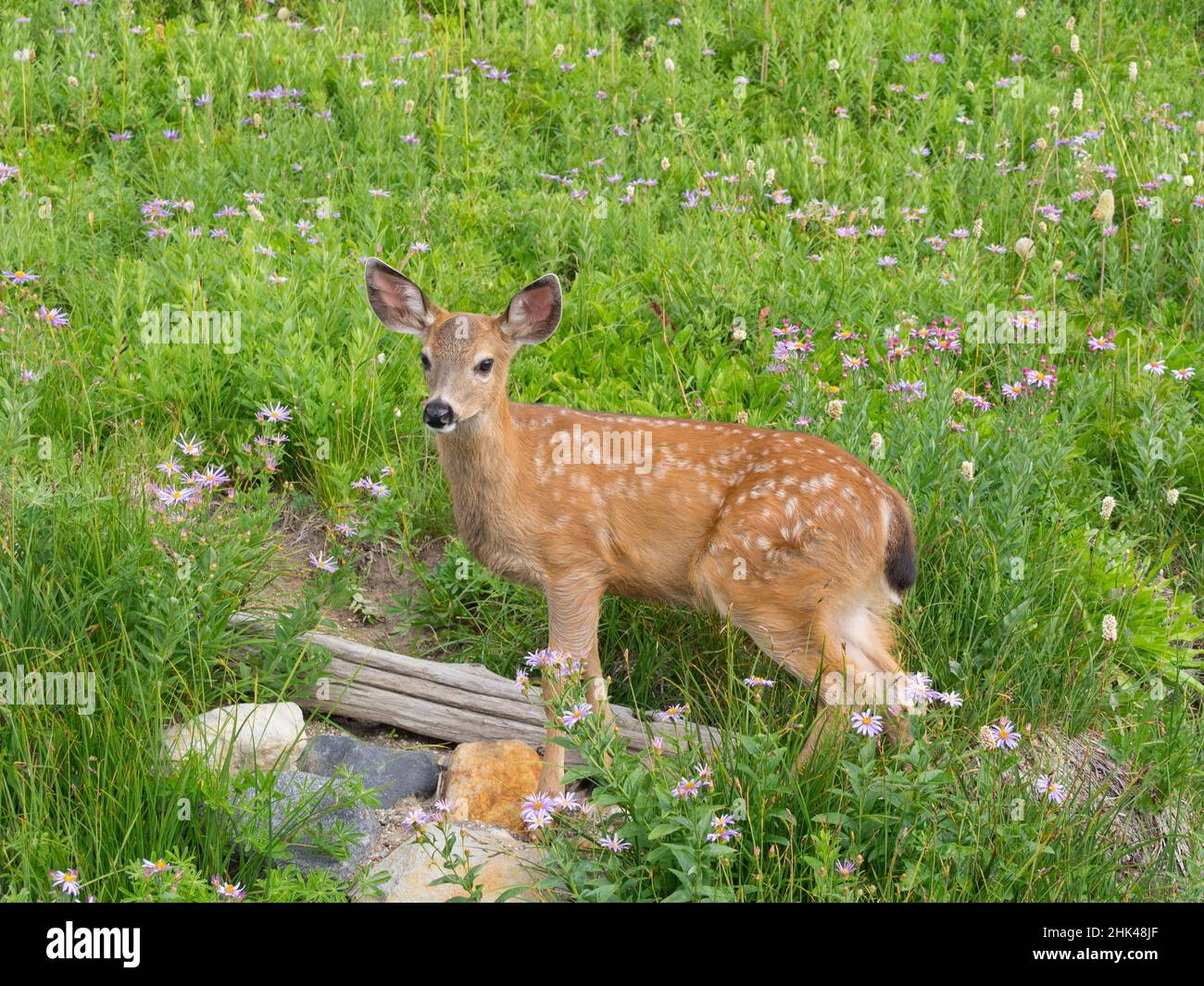 WA, Mount Rainier National Park, Black-tailed deer, fawn, Odocoileus ...