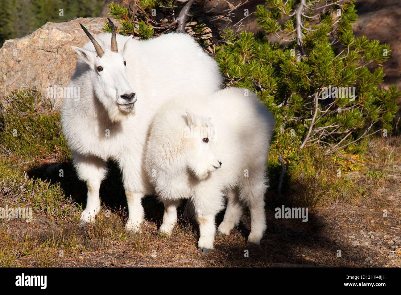 WA, Alpine Lakes Wilderness, mountain goats, nanny and kid Stock Photo ...