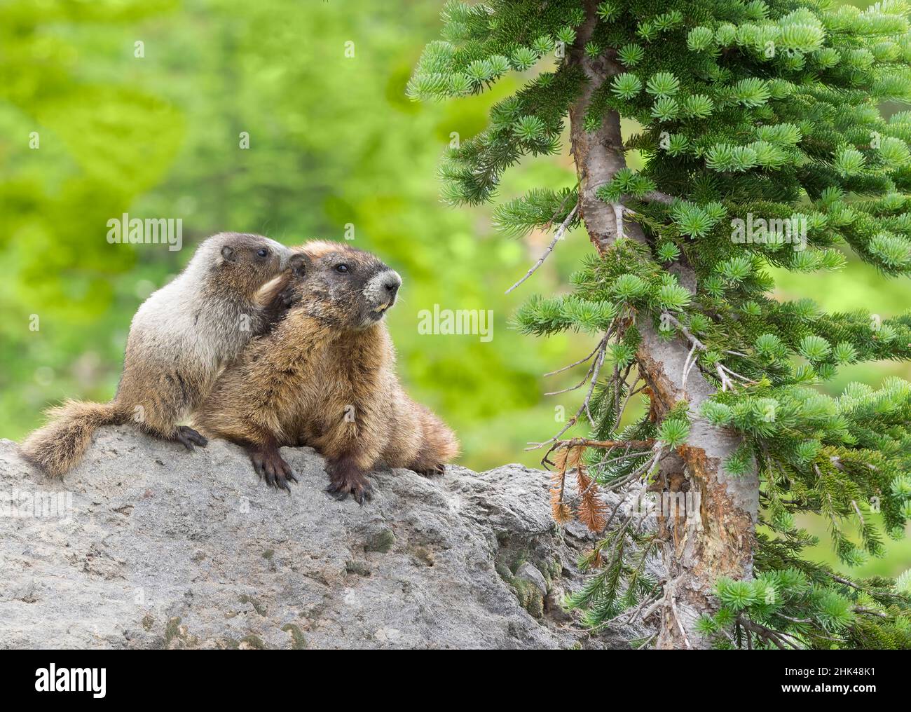 WA, Mount Rainier National Park, Hoary Marmot (Marmota caligata ...
