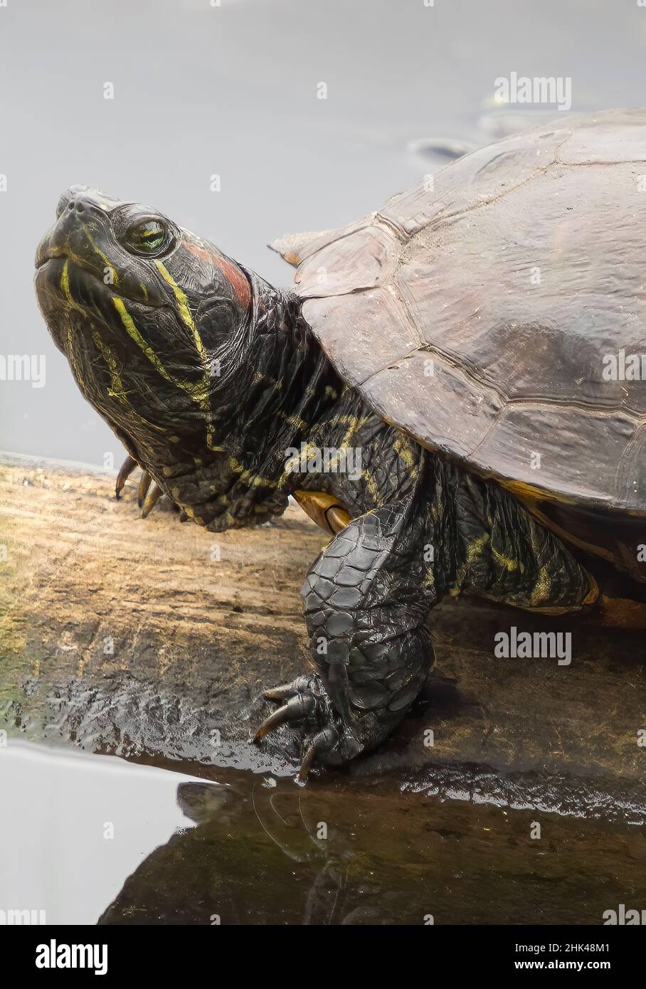 WA, Juanita Bay Wetland, Painted Turtle (Chrysemys picta Stock Photo ...