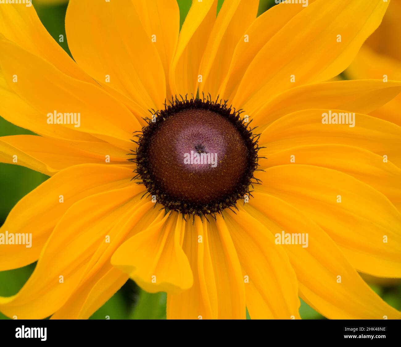WA, Redmond, Black Eyed Susan Stock Photo - Alamy