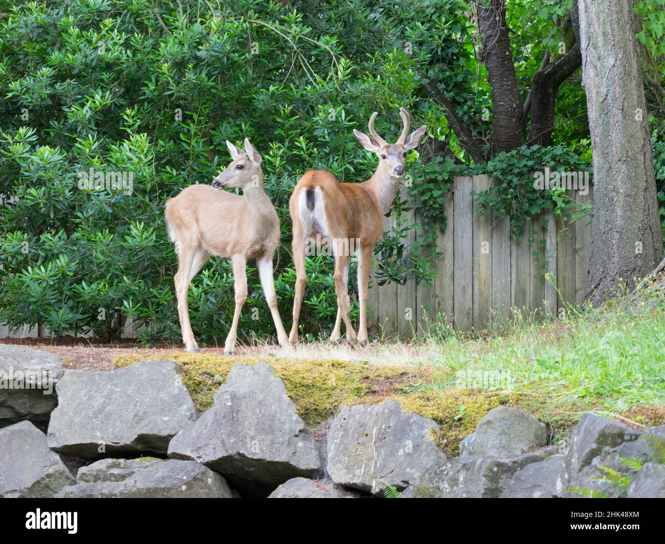 Washington State, Redmond. Black-tailed deer, buck and doe Stock Photo ...