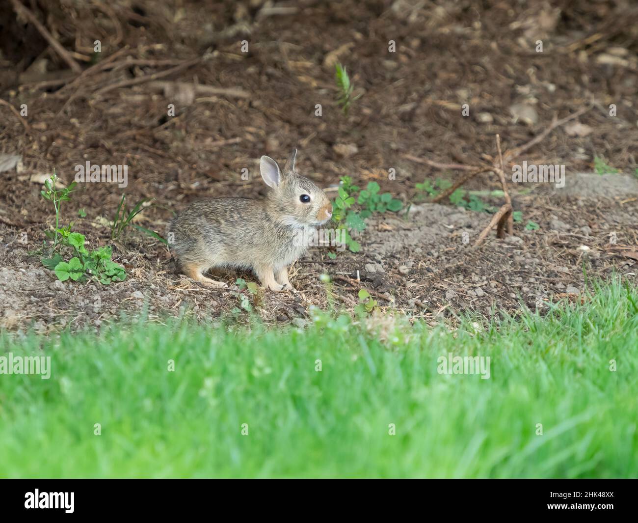 Washington State. Eastern cottontail, baby, three weeks old Stock Photo ...