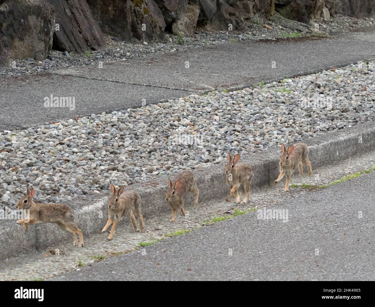 Cottontail rabbit running hi-res stock photography and images - Alamy
