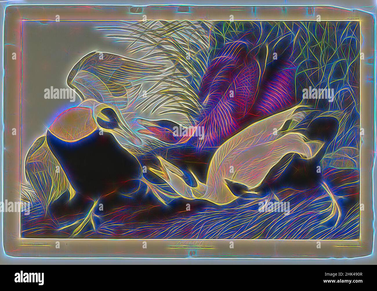 American eider hi-res stock photography and images - Alamy