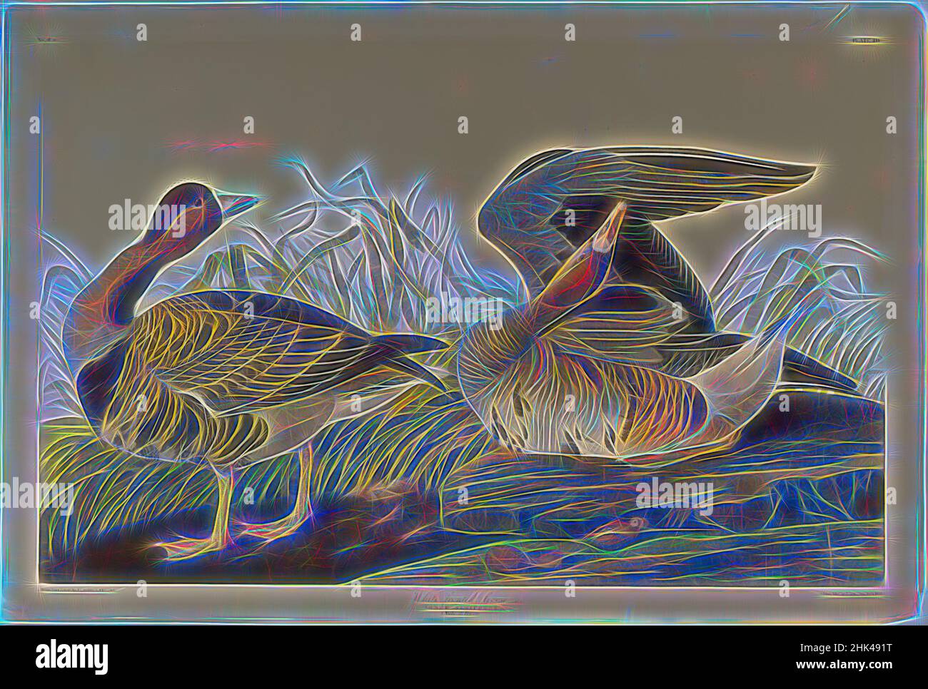 Inspired by White-fronted Goose, John James Audubon, American, born ...