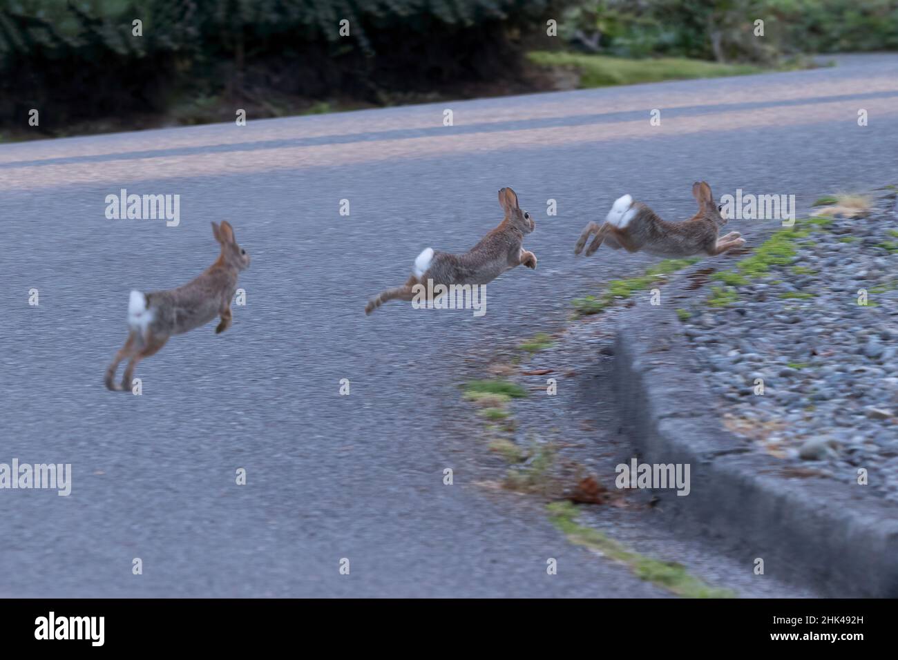 Leaping rabbit hi-res stock photography and images - Alamy
