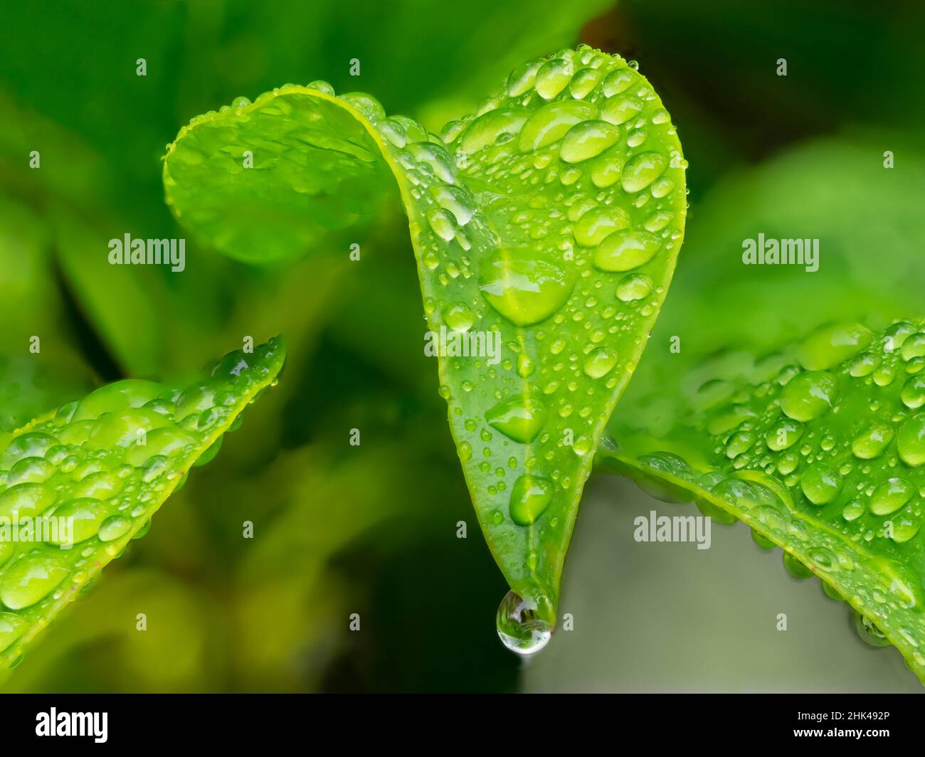 Washington State. Mountain laurel leaves with water drops Stock Photo ...