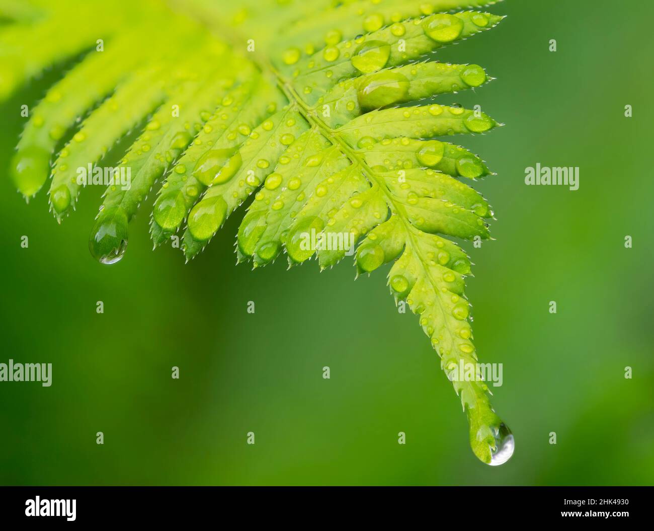 Washington State. Western sword fern Stock Photo - Alamy