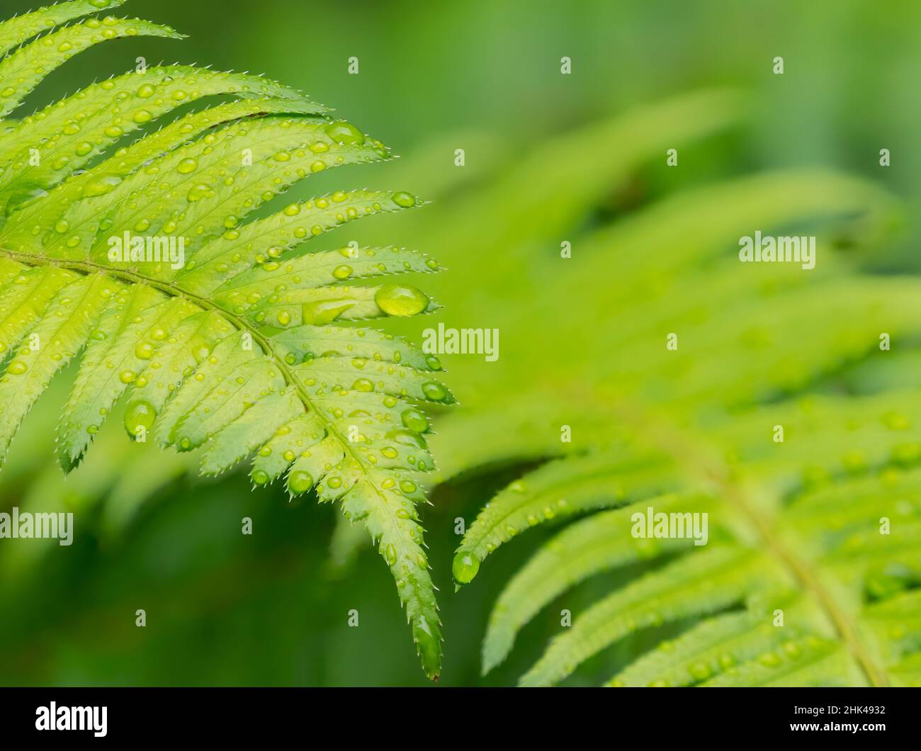 Western sword fern hi-res stock photography and images - Alamy