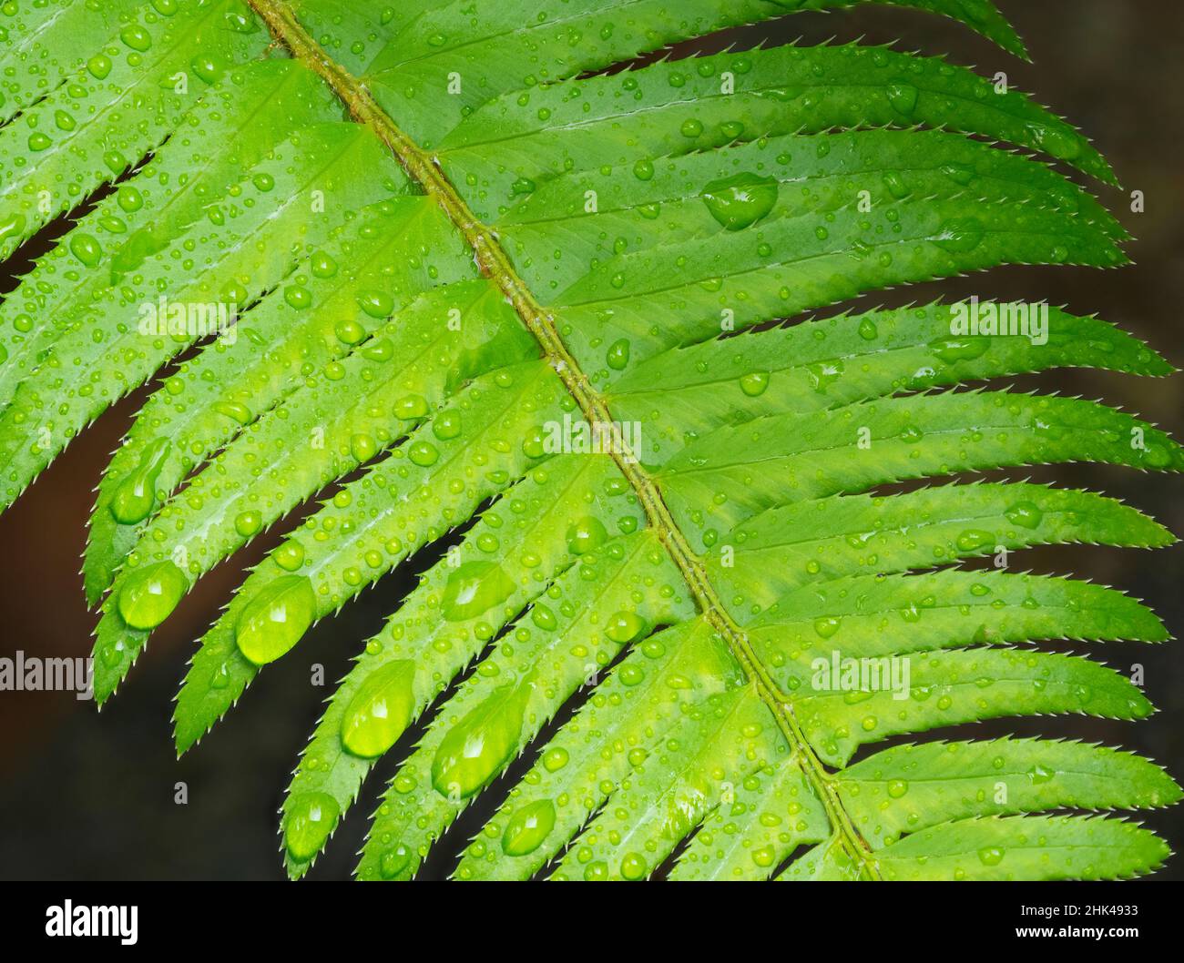 Washington State. Western sword fern Stock Photo - Alamy