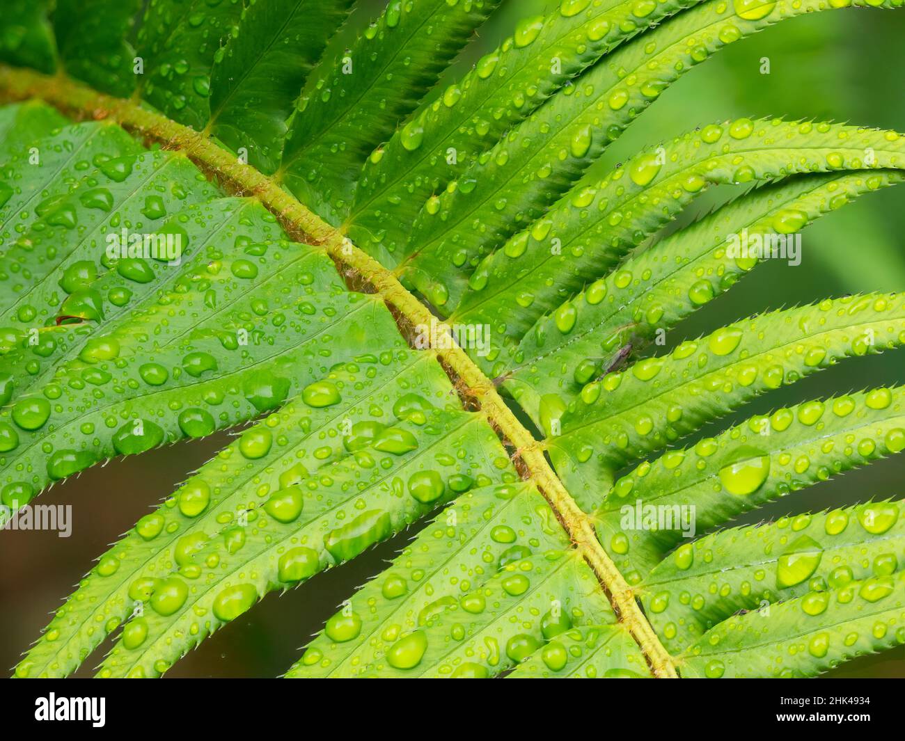 Washington State. Western sword fern Stock Photo - Alamy