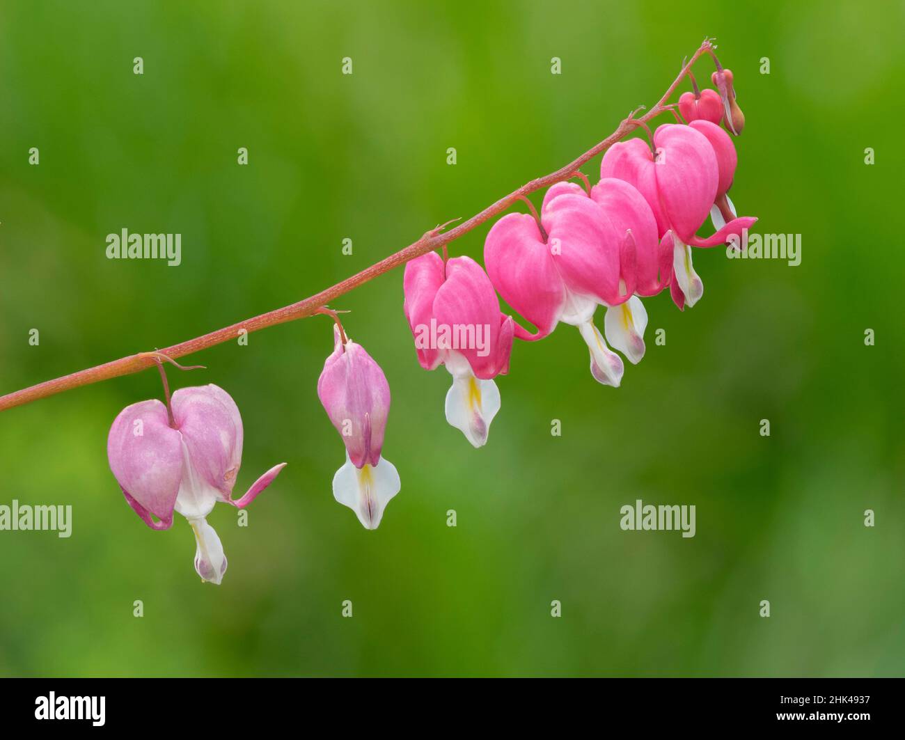 Washington State. Bleeding Heart Stock Photo - Alamy