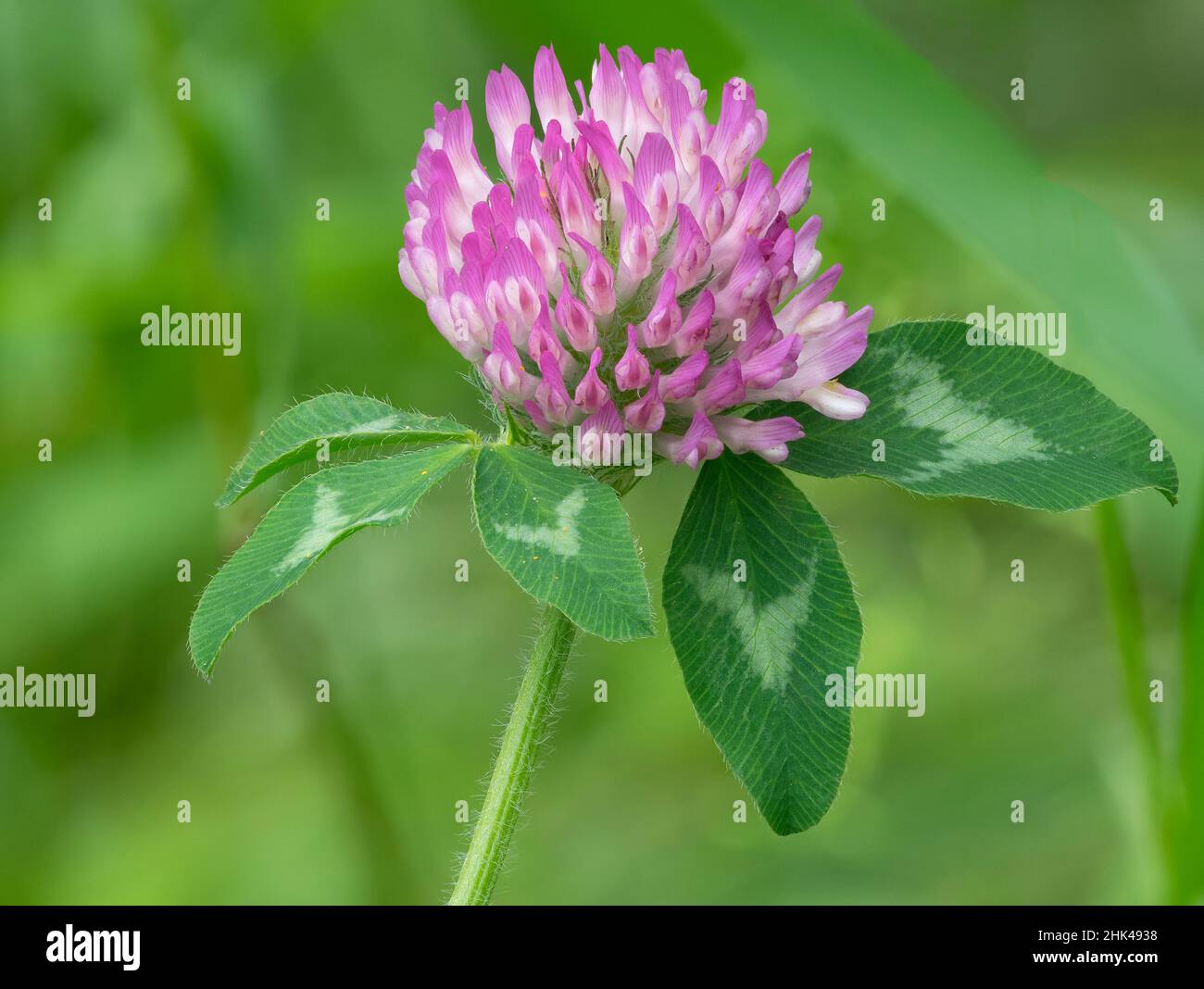 Washington State. Red Clover Stock Photo - Alamy