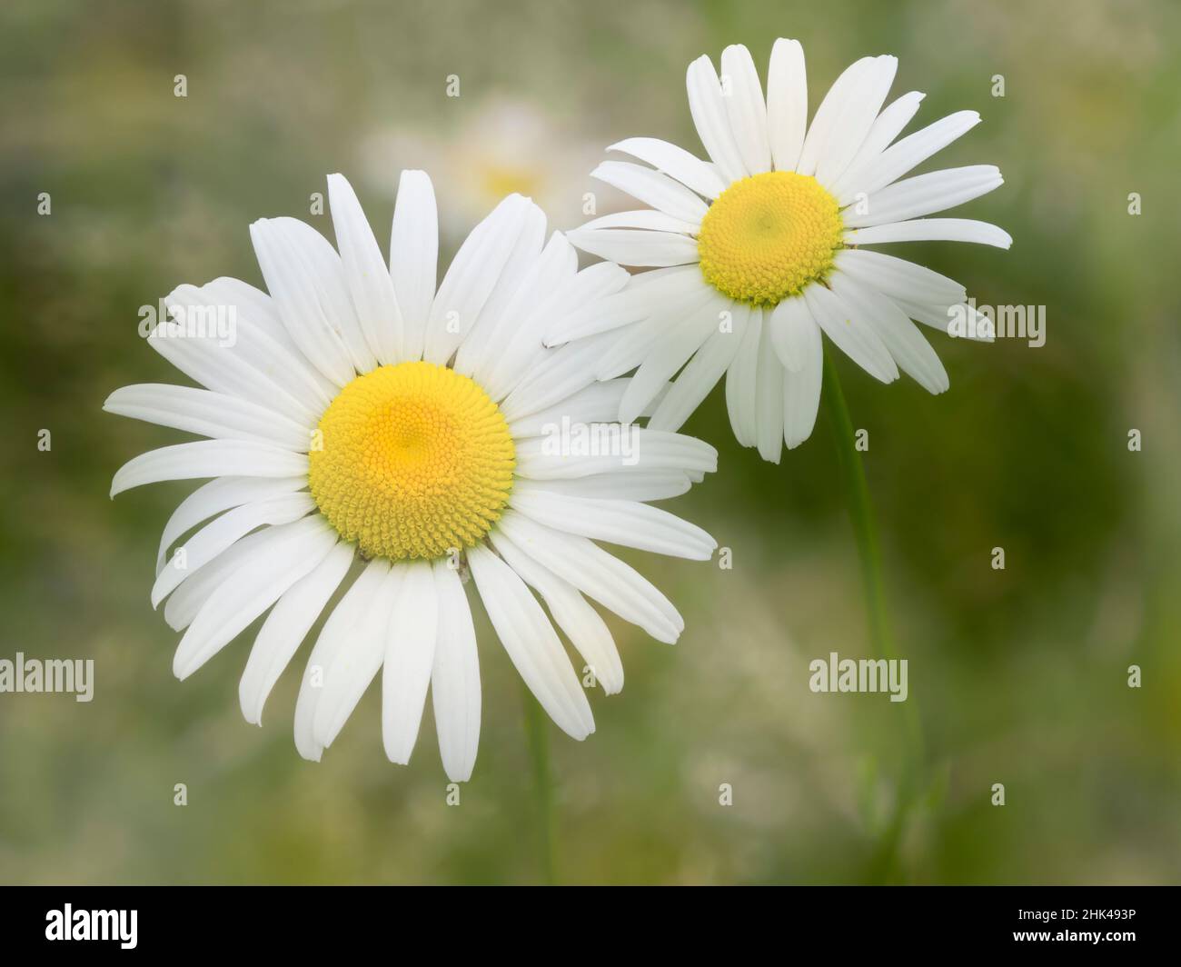 Washington State. Oxeye daisy Stock Photo - Alamy