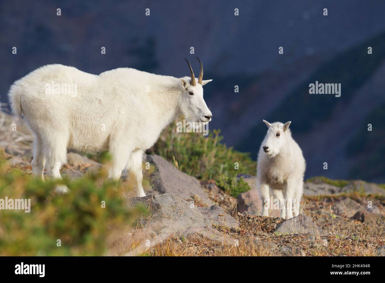 Mountain Goats; Nanny & Kid Stock Photo - Alamy