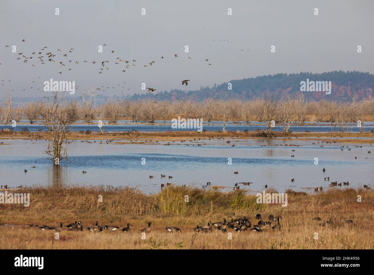 Coastal Wetland, Washington State Stock Photo - Alamy