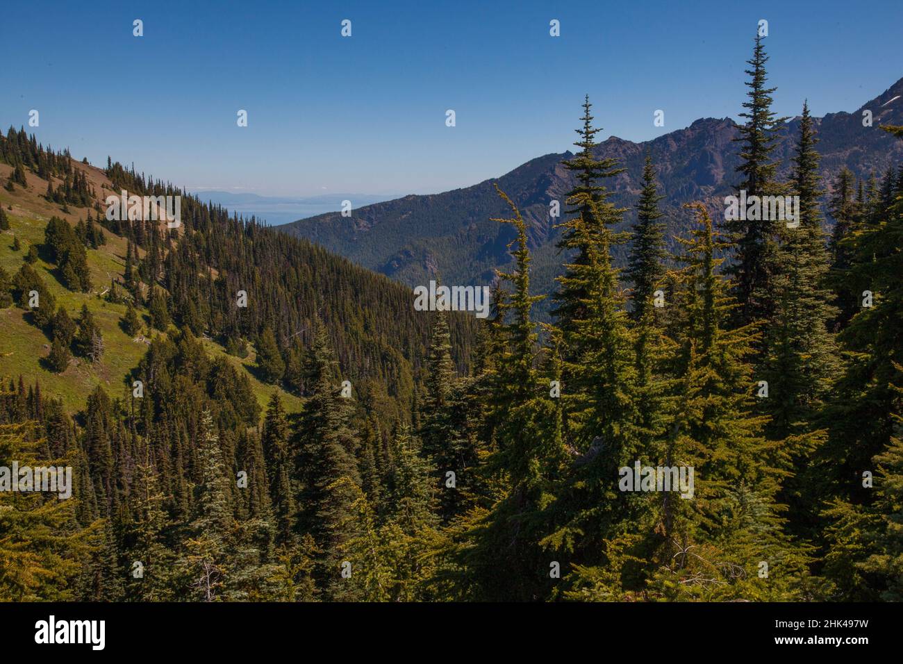 Hiker enjoying the view of the Olympic mountain range seen in Olympic ...